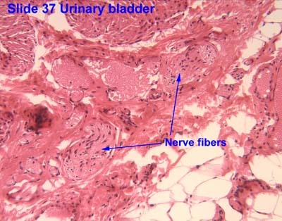 Labeled Bladder Slide Urinary System – Histology Education